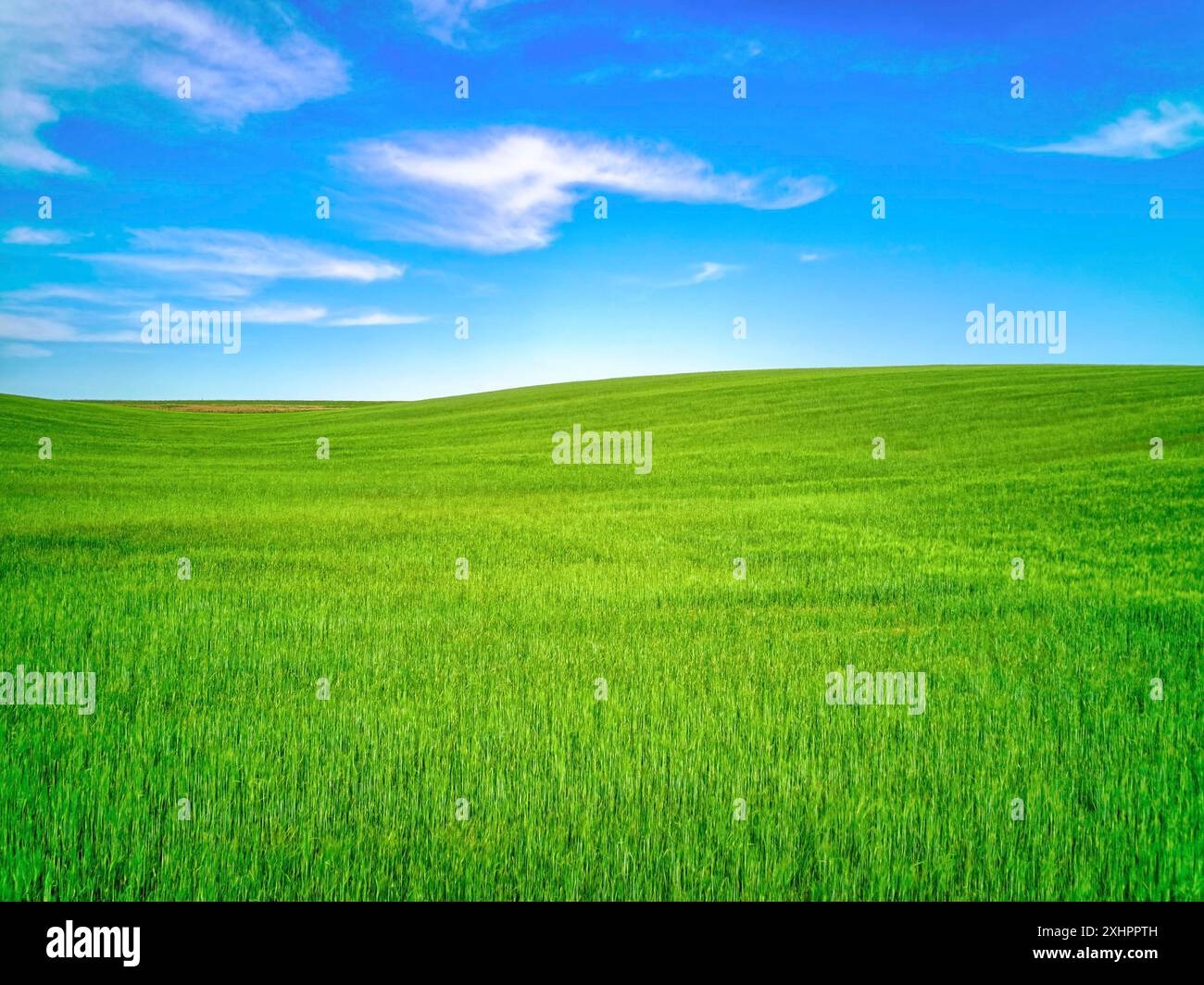 France, Meurthe-et-Moselle, fields of barley (Hordeum vulgare) at the ...