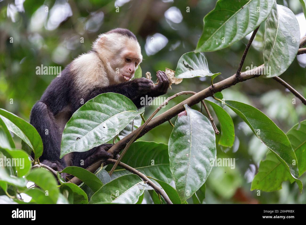 Costa Rica, Puntarenas province, Manuel Antonio national park, Sapajou ...