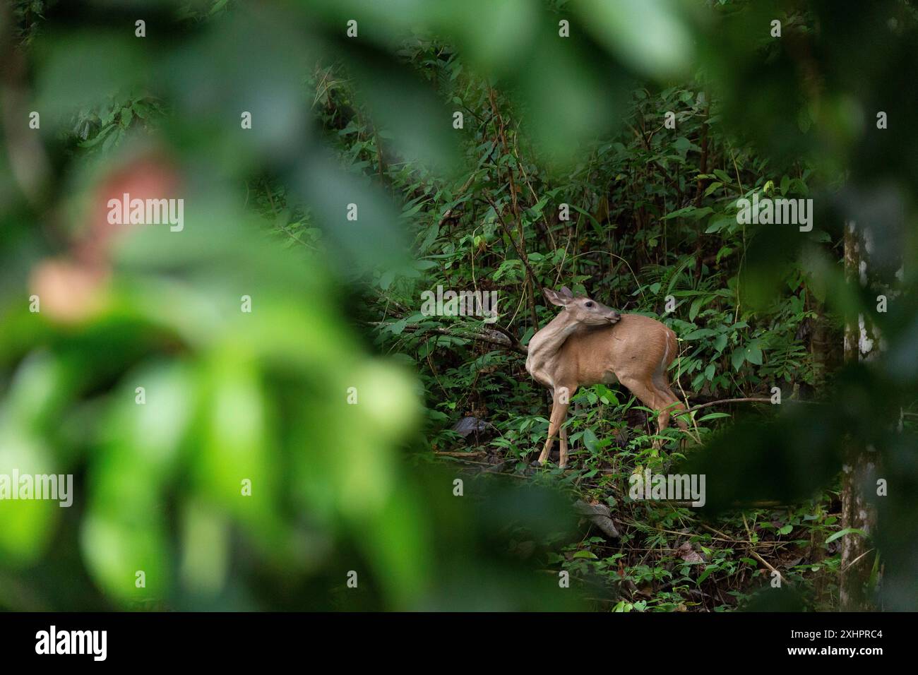 Costa Rica, Puntarenas Province, Manuel Antonio National Park, white ...