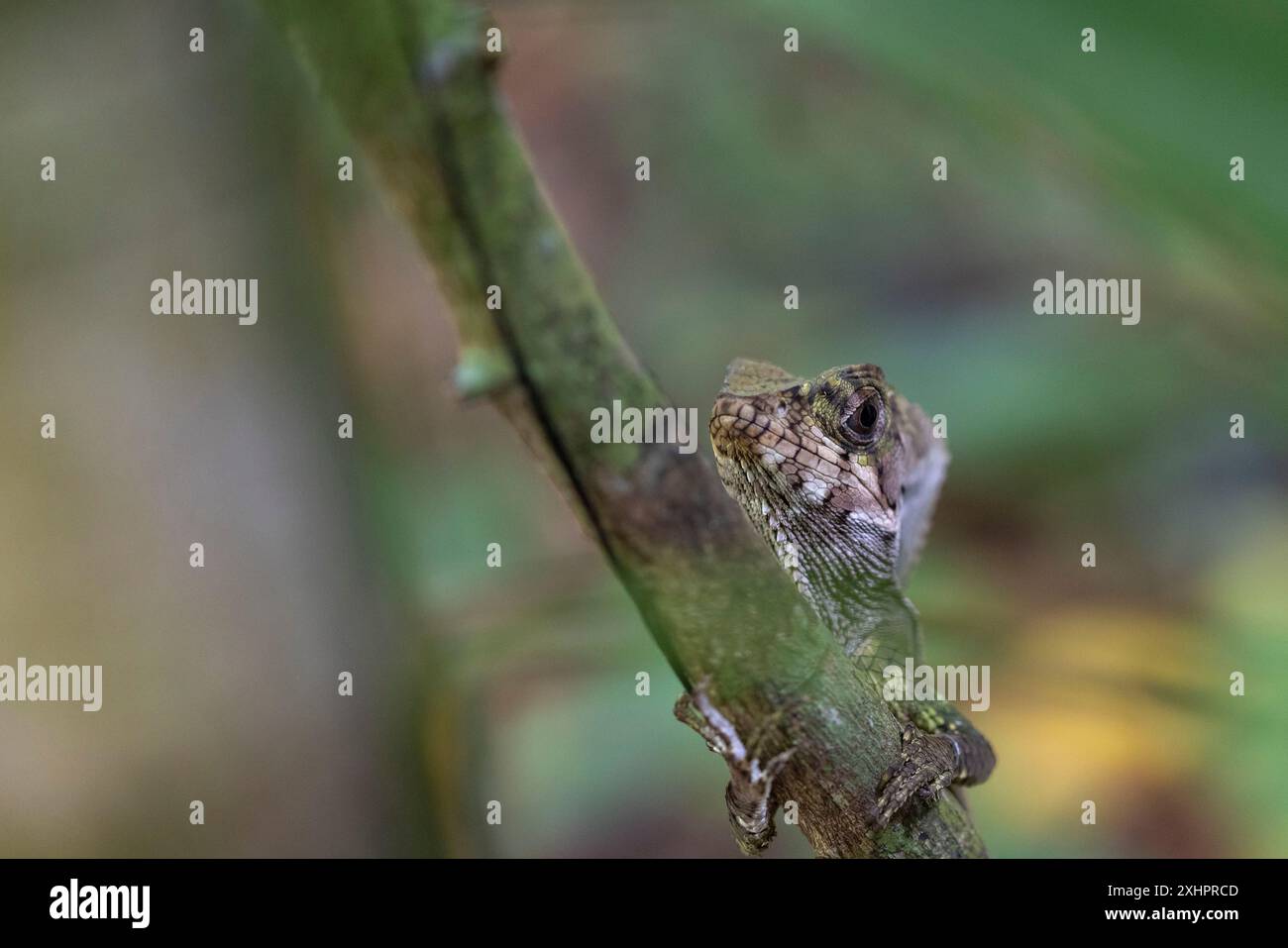Costa Rica, Puntarenas province, Manuel Antonio national park ...