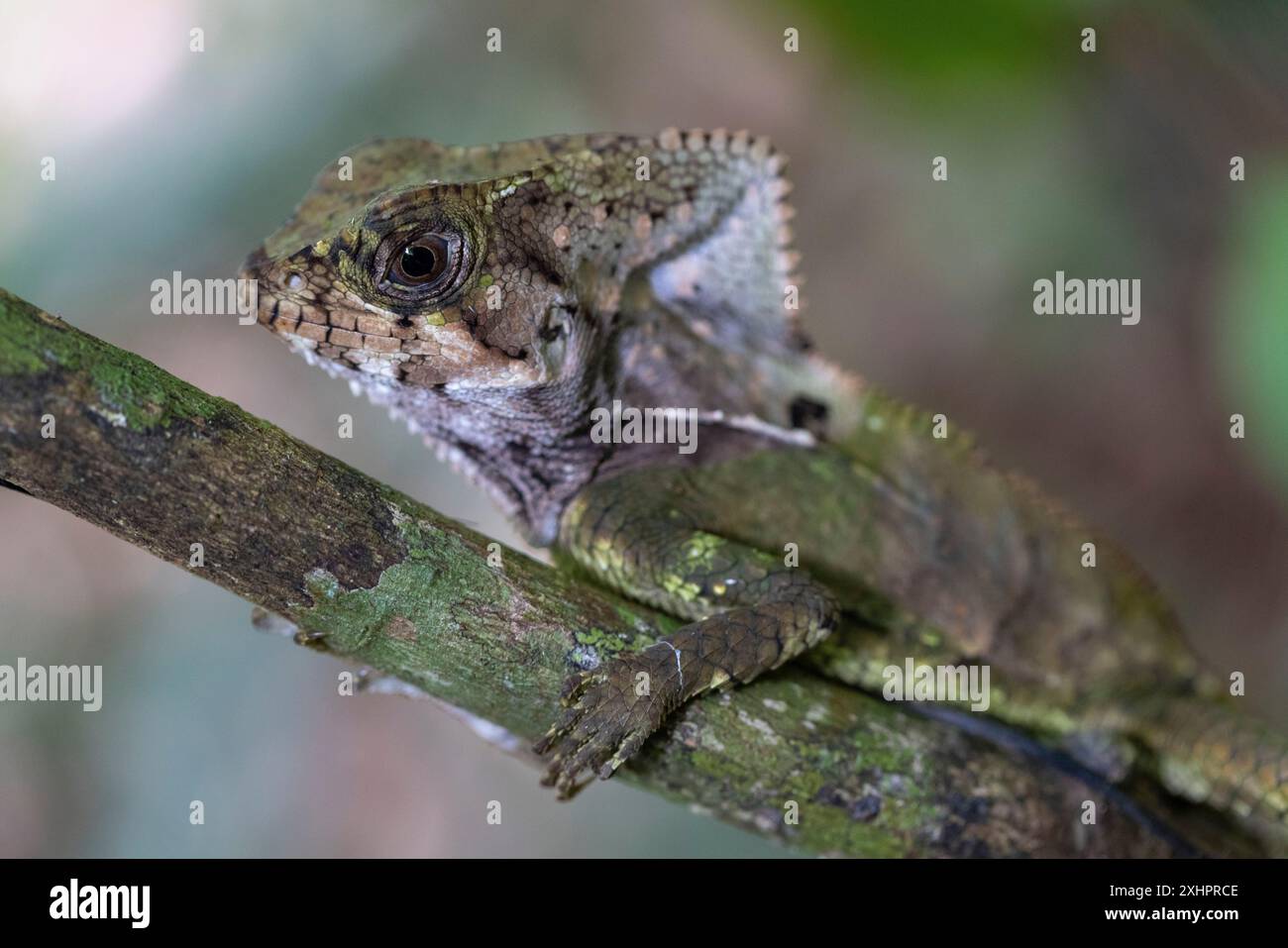 Costa Rica, Puntarenas province, Manuel Antonio national park ...