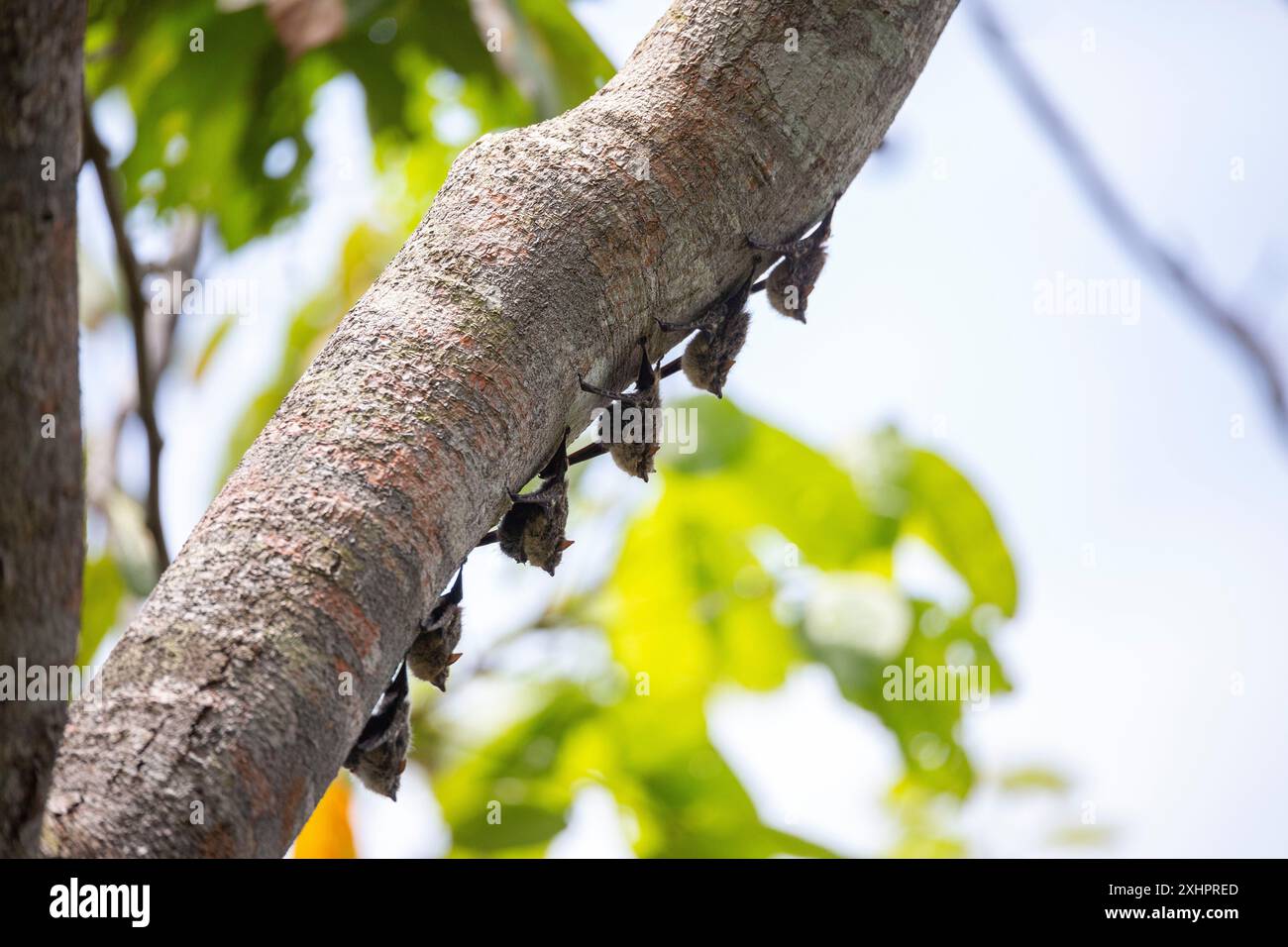 Costa Rica, Limon Province, Cahuita National Park, bats with their ...
