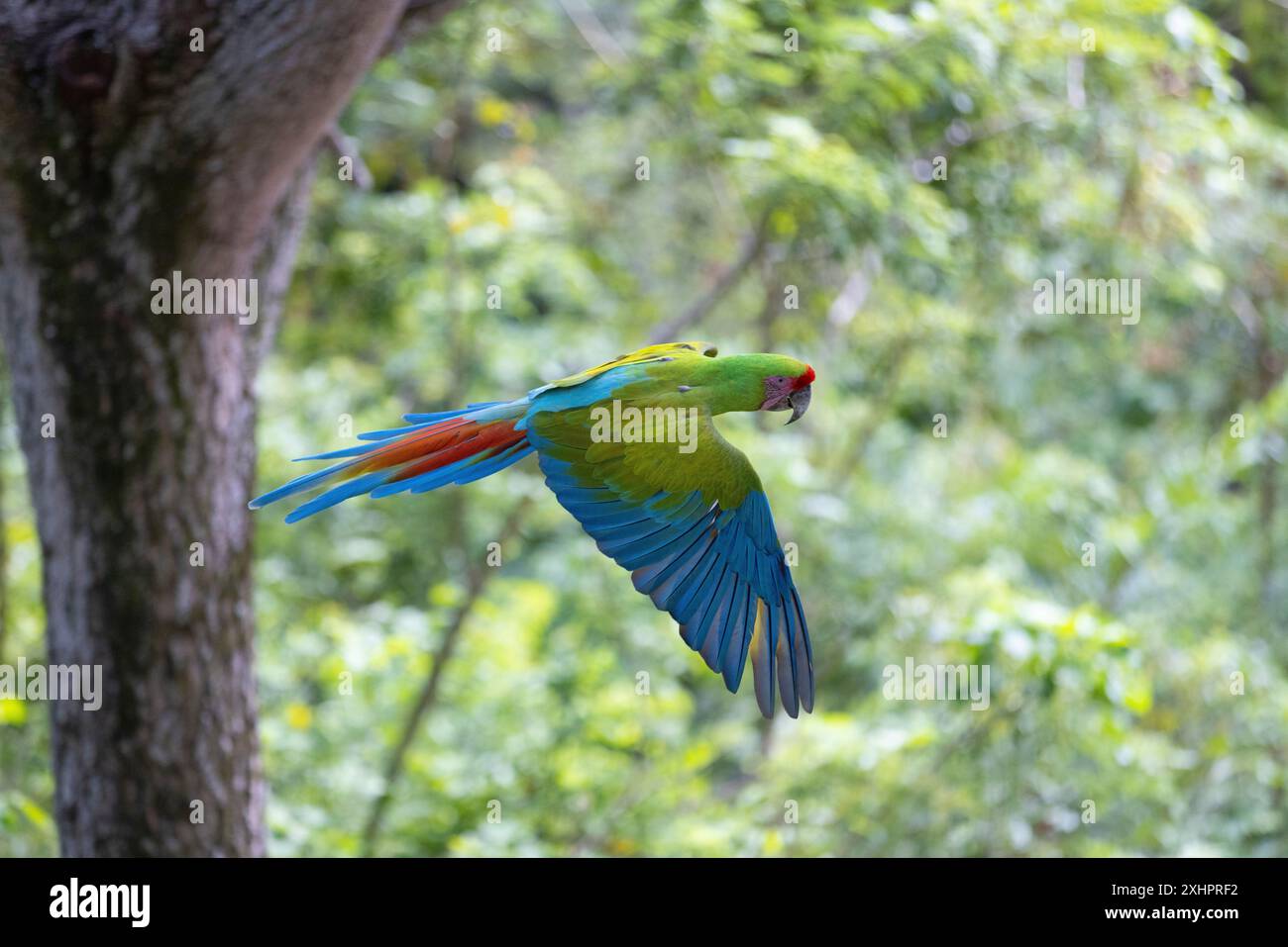 Costa Rica, Limon Province, Buffon's Macaw (Ara ambiguus) in the ...