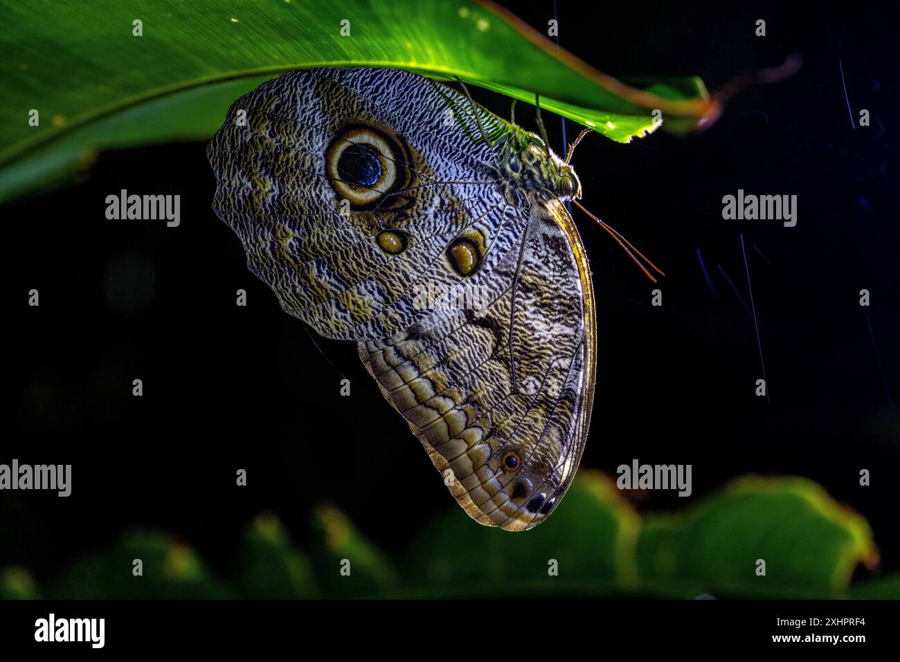 Costa Rica, Limon Province, Tortuguero National Park, butterfly, Caligo ...