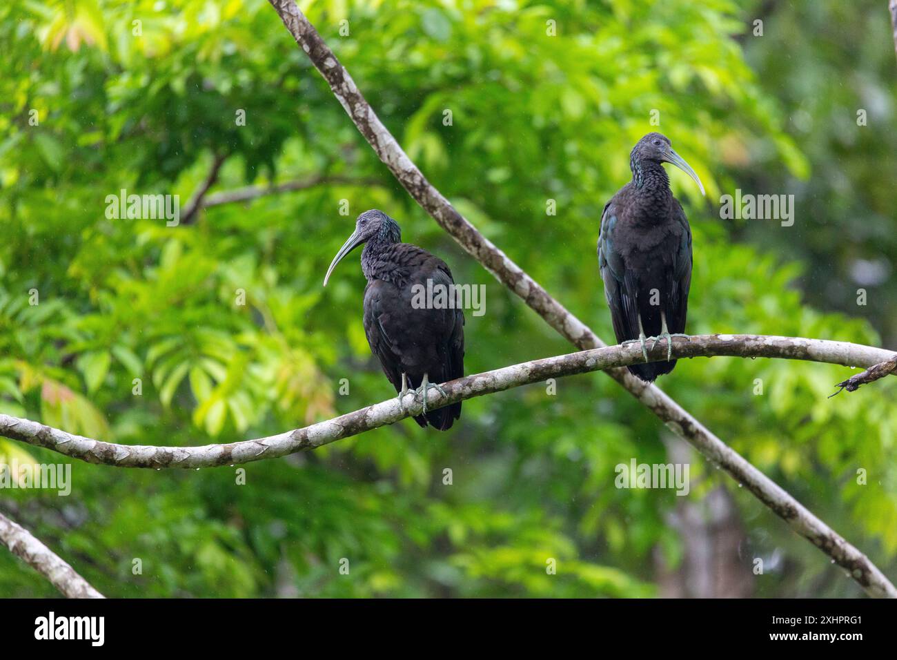 Costa Rica, Limon Province, Tortuguero National Park, Green Ibis ...
