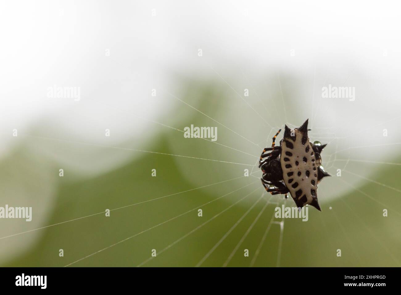 Costa Rica, Limon Province, Tortuguero National Park, Crab Spider ...