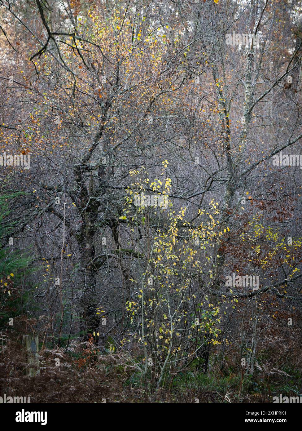 Mixed woodland at Mortimer Forest, Ludlow, Shropshire, UK Stock Photo ...
