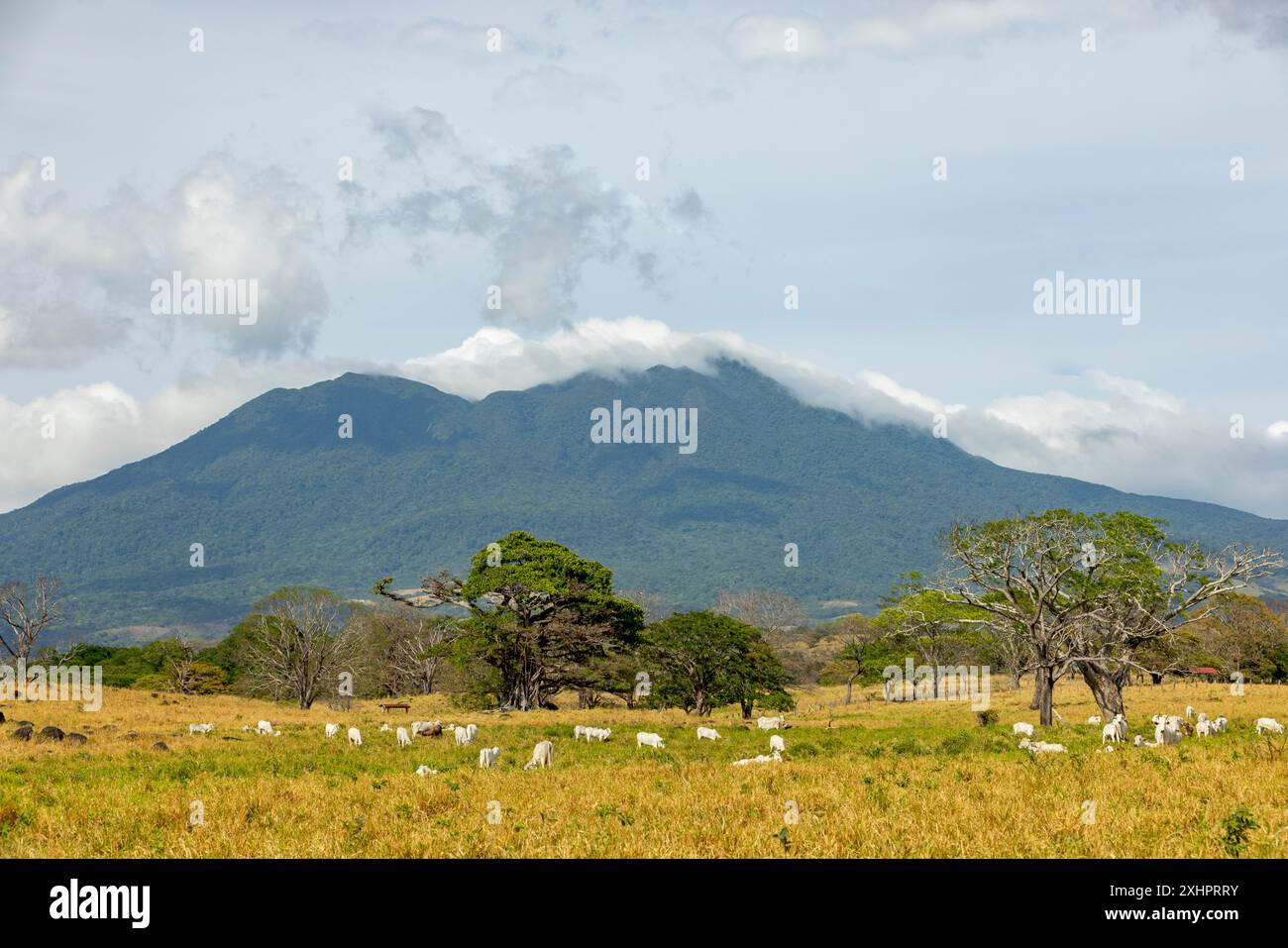 Costa Rica, Alajuela province, Tenorio volcano national park Stock ...