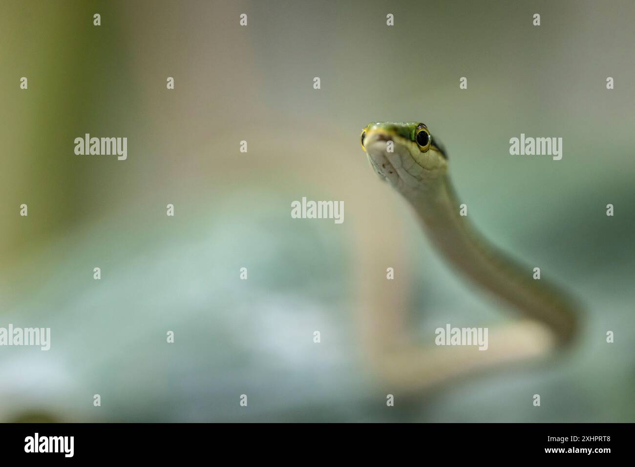 Costa Rica, Alajuela province, parrot snake Stock Photo - Alamy