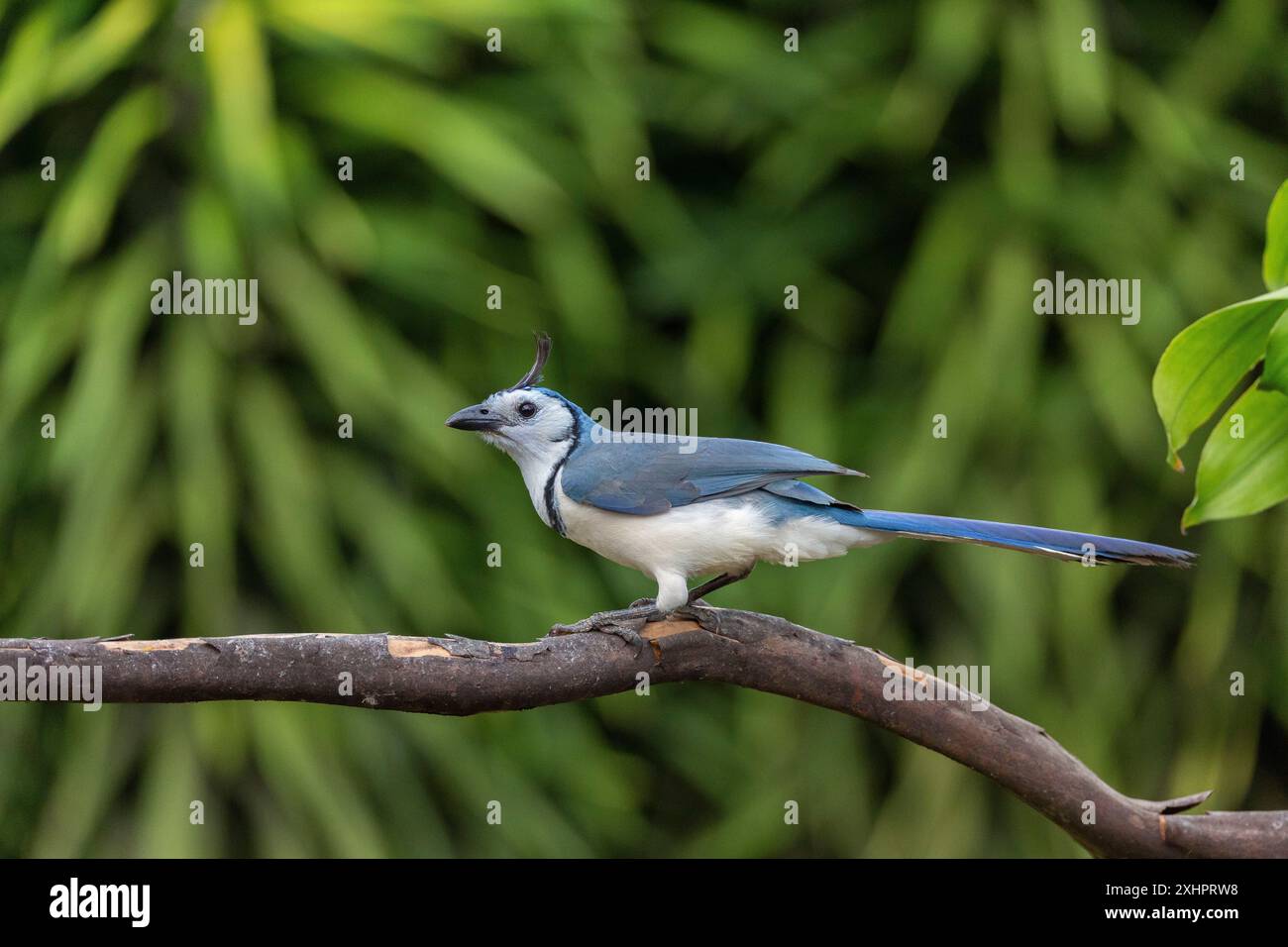 Costa Rica, Alajuela province, White-faced Jay (Calocitta formosa Stock ...