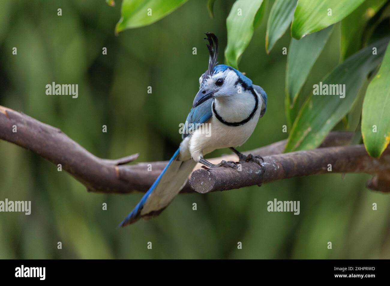 Costa Rica, Alajuela province, White-faced Jay (Calocitta formosa Stock ...