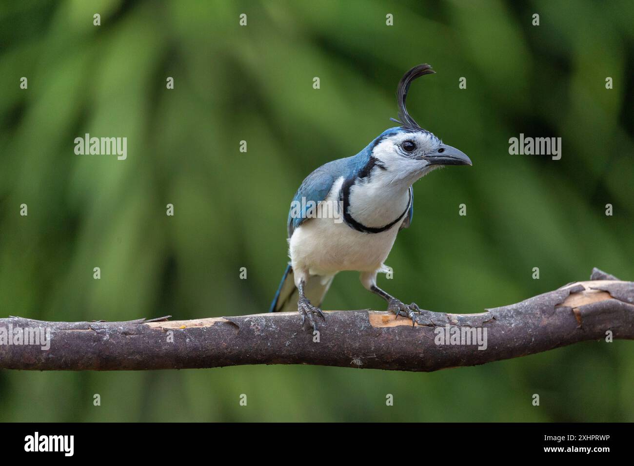 Costa Rica, Alajuela province, White-faced Jay (Calocitta formosa Stock ...