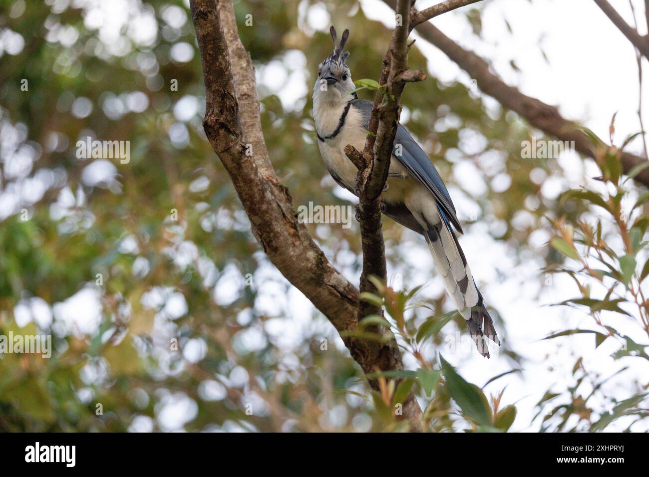 Costa Rica, Puntarenas Province, Monteverde, Santa Elena, White-faced ...