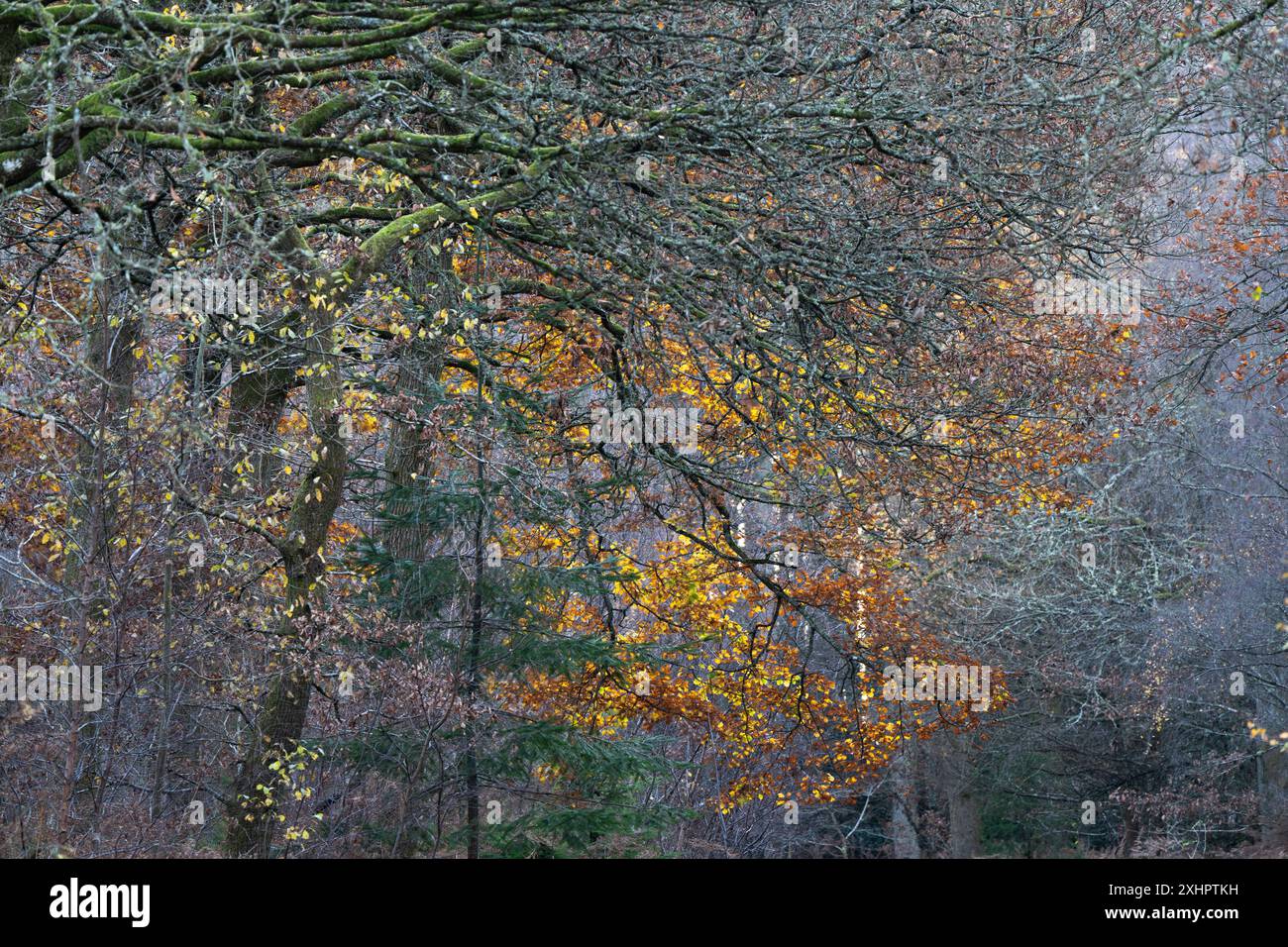 Mixed woodland at Mortimer Forest, Ludlow, Shropshire, UK Stock Photo ...