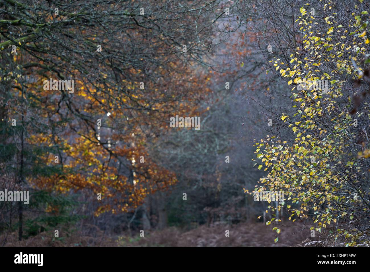 Mixed woodland at Mortimer Forest, Ludlow, Shropshire, UK Stock Photo ...