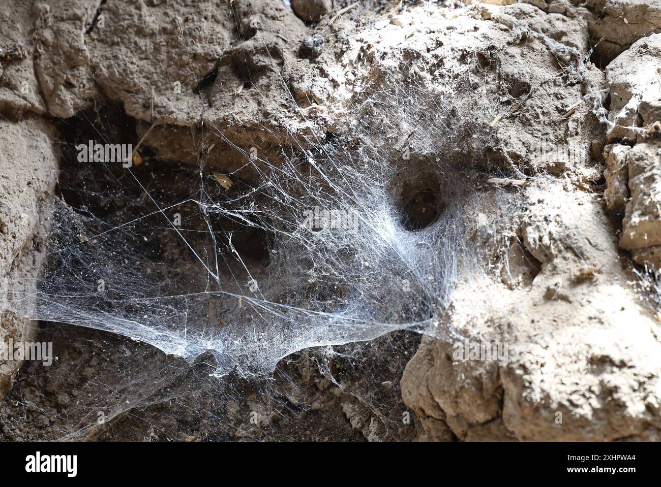 Natur 05.07.2024, Ostramondra, Trichternetz einer Spinne in einer alten ...