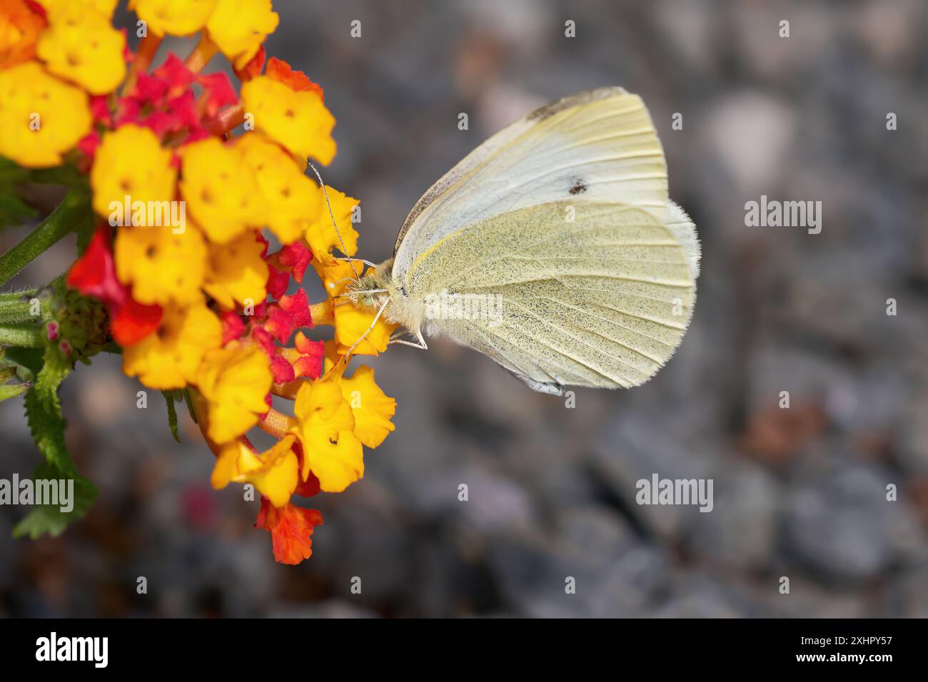 Small White (Pieris rapae) butterfly on yellow red Common Lantana Stock ...