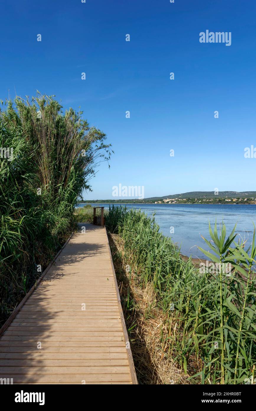 France, Herault, Bouzigues, Thau lagoon, coastal path on stilts lined ...