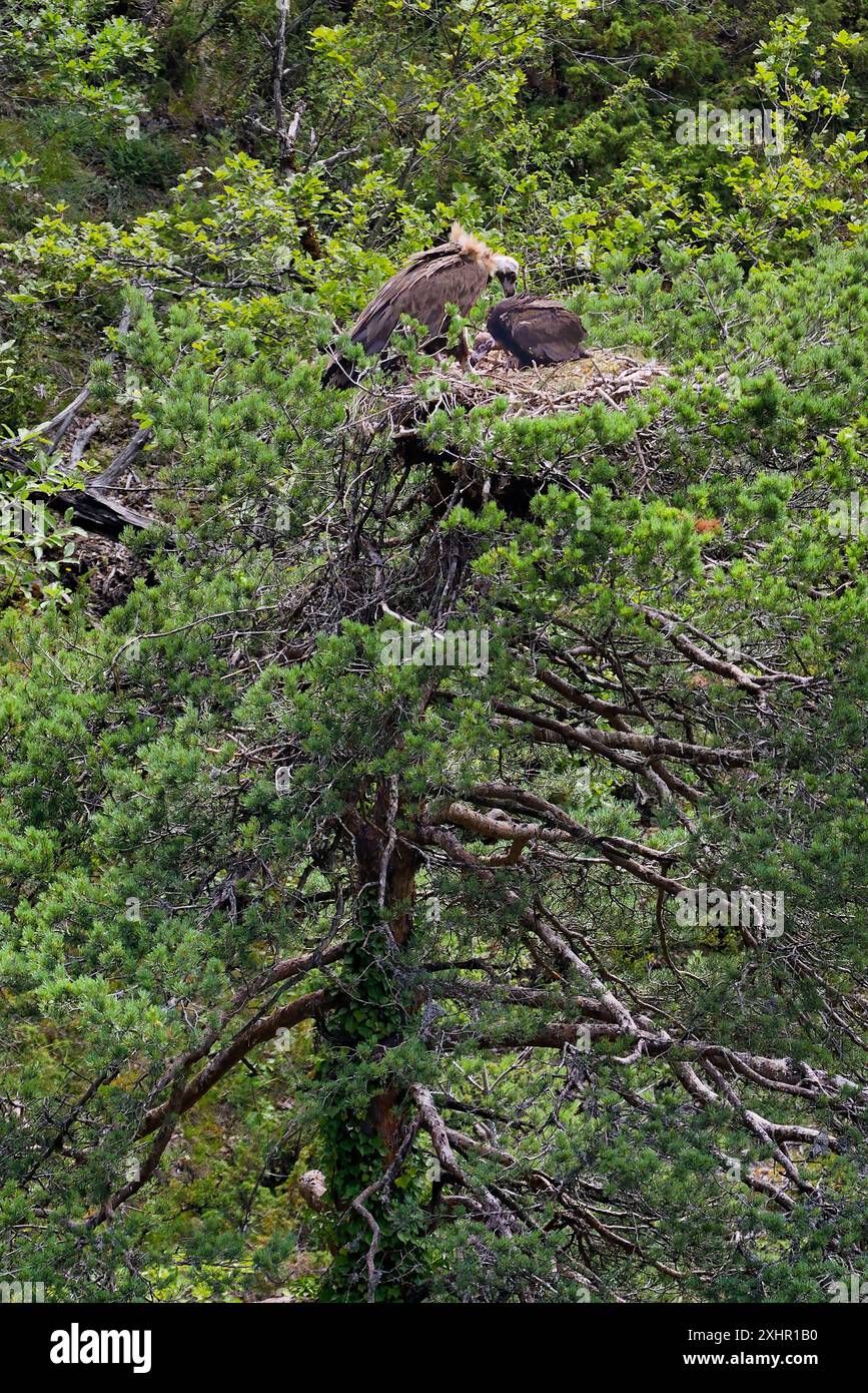 France, Lozere, Causse Mejean, Gorges de la Jonte, Black Vulture ...