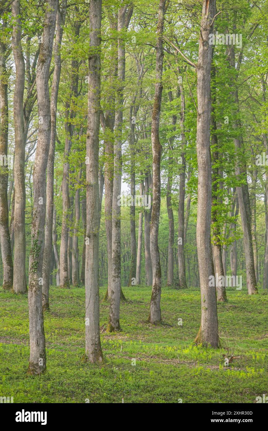 France, Allier, oaks forest of Moladiers towards Moulins, Quercus ...
