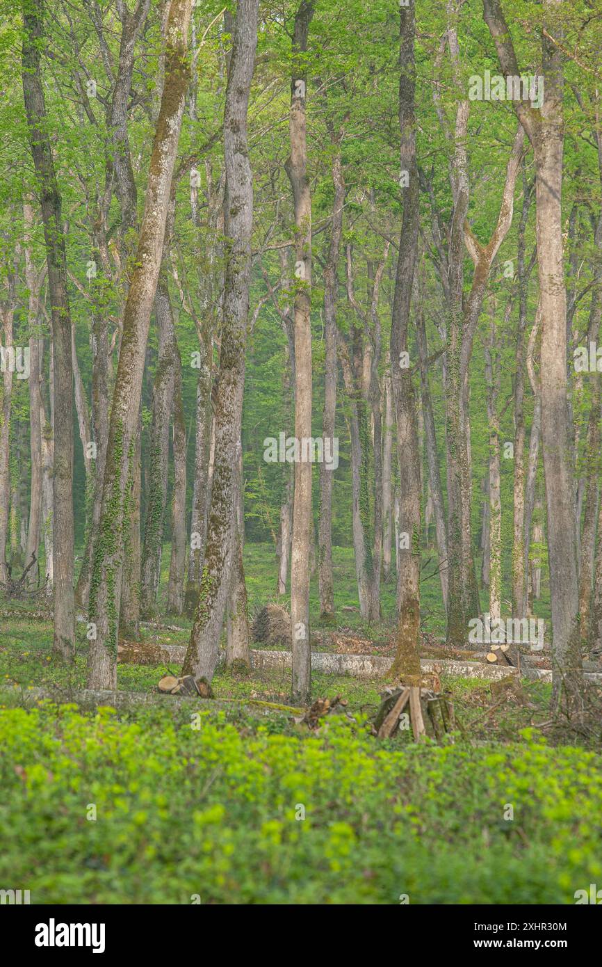 France, Allier, oaks forest of Moladiers towards Moulins, Quercus ...