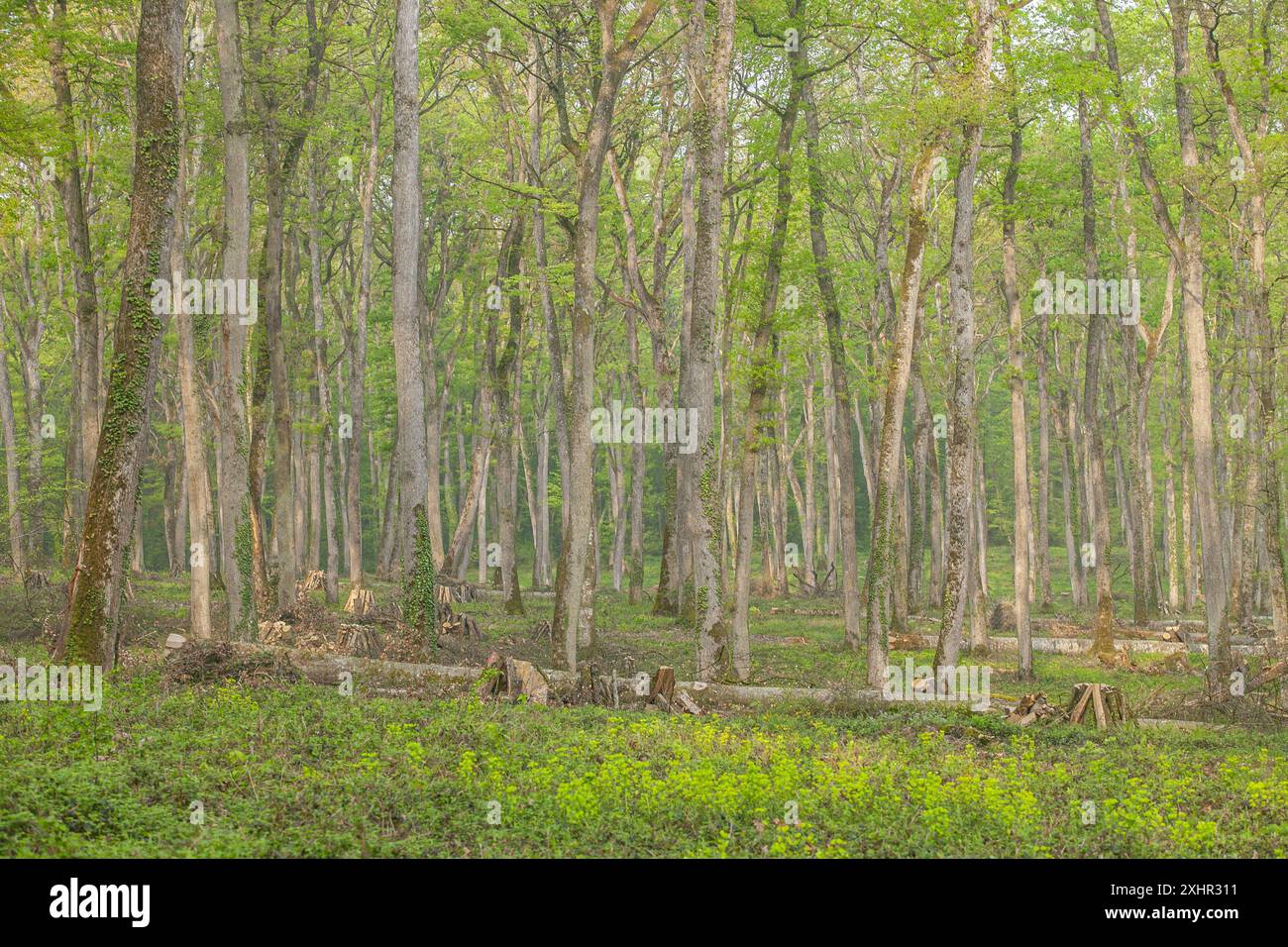 France, Allier, oaks forest of Moladiers towards Moulins, Quercus ...