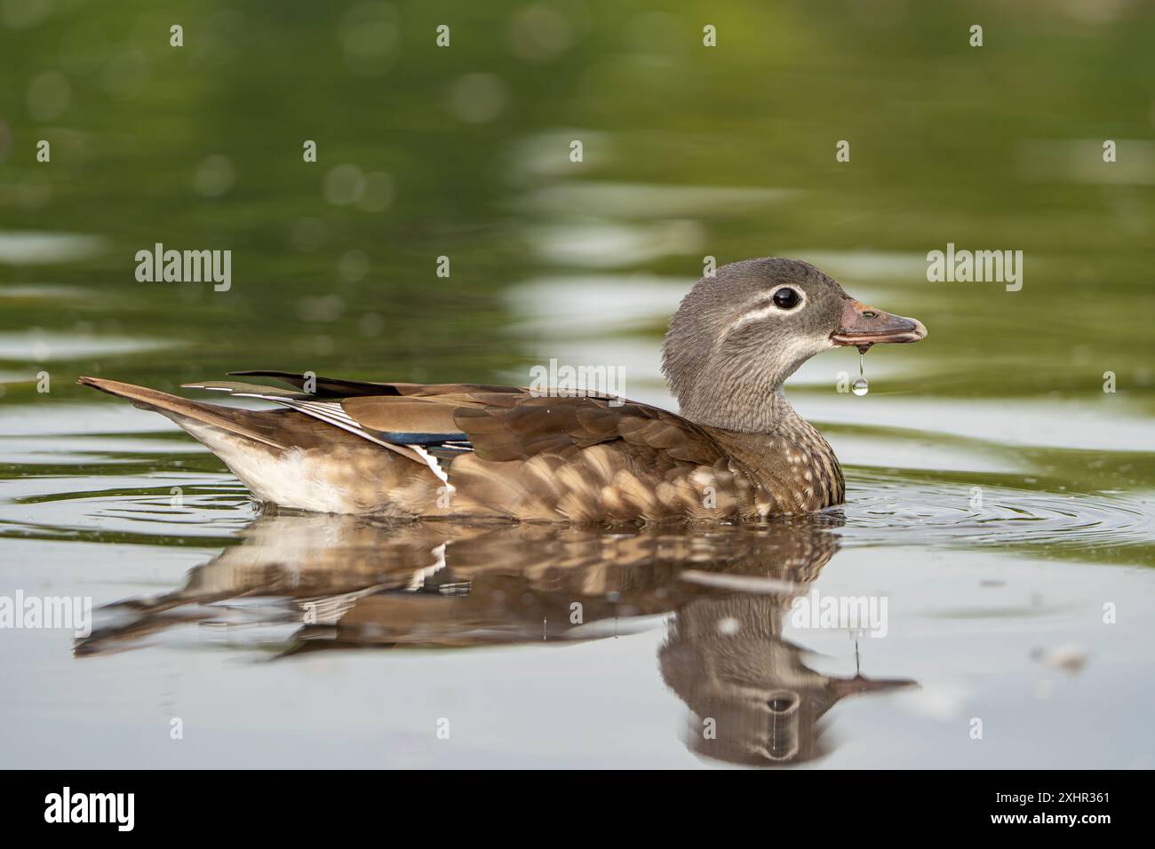 Side view of a wild female mandarin duck (Aix galericulata) swimming in ...