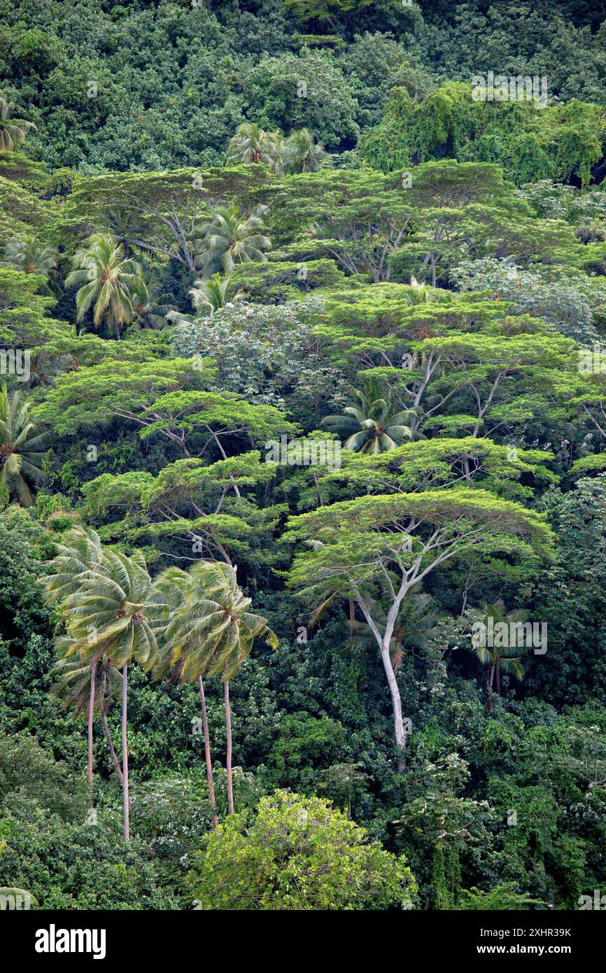 French Polynesia, Taha'a island, tropical forest made up of palm trees ...