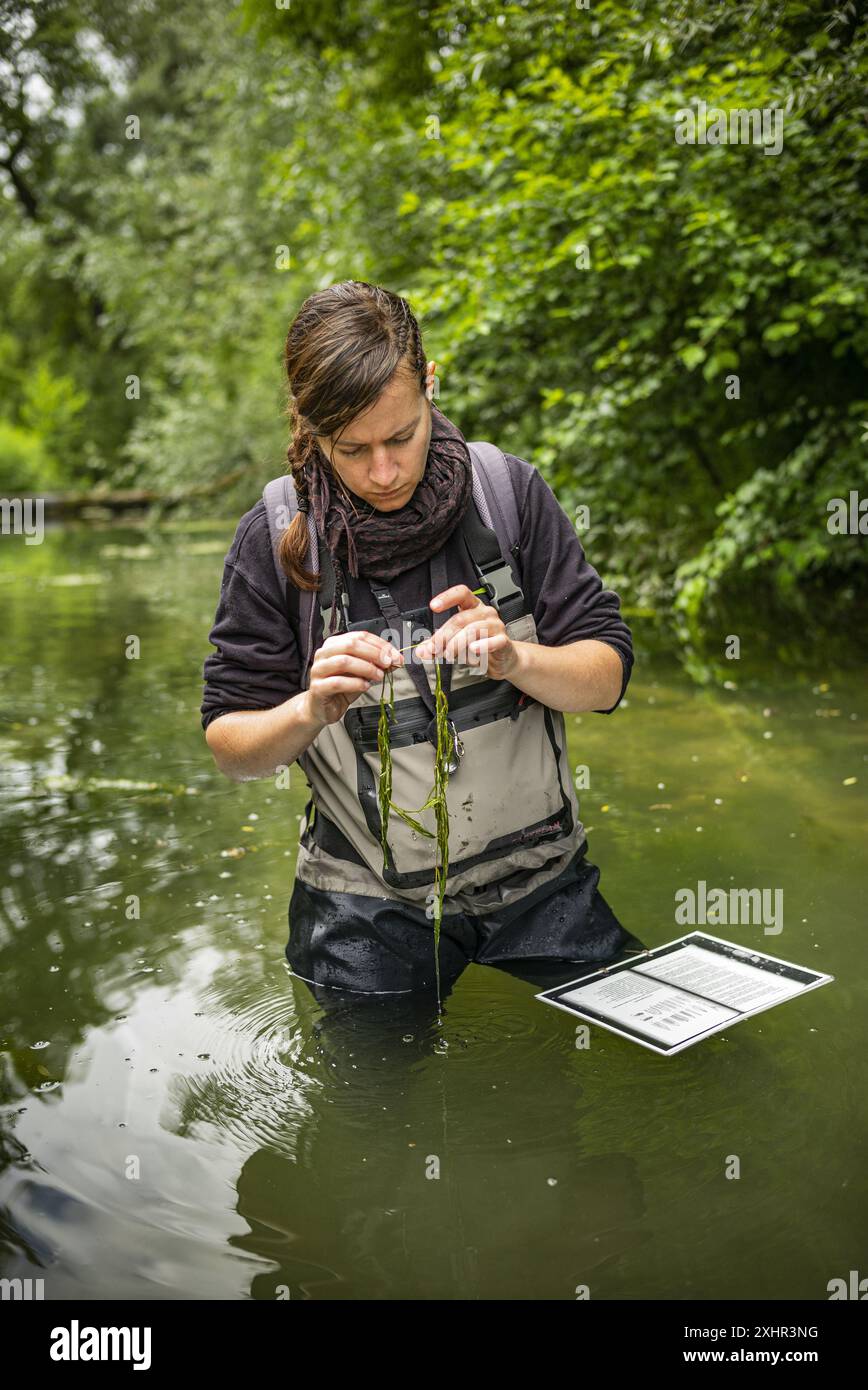 France, Bas Rhin, Strabourg, Rohrschollen nature reserve, Inventory of ...