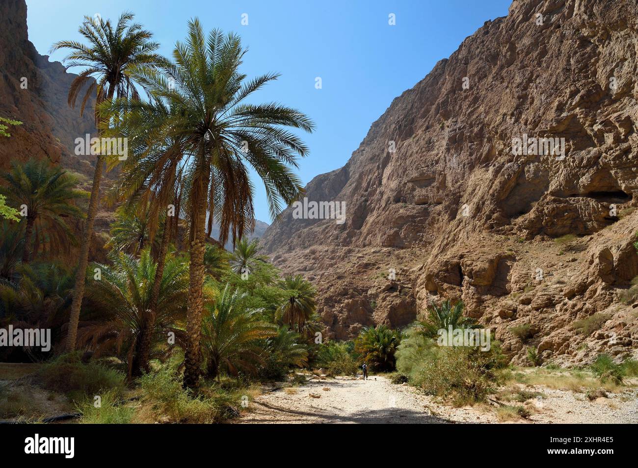 Sultanate of Oman, Ash Sharqiyah region, Bimmah, hiker in Wadi ash Shab ...