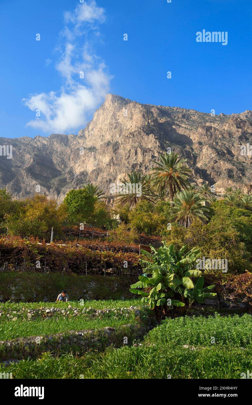 Sultanate of Oman, South Batinah Governorate, Western Hajar, Wadi ...