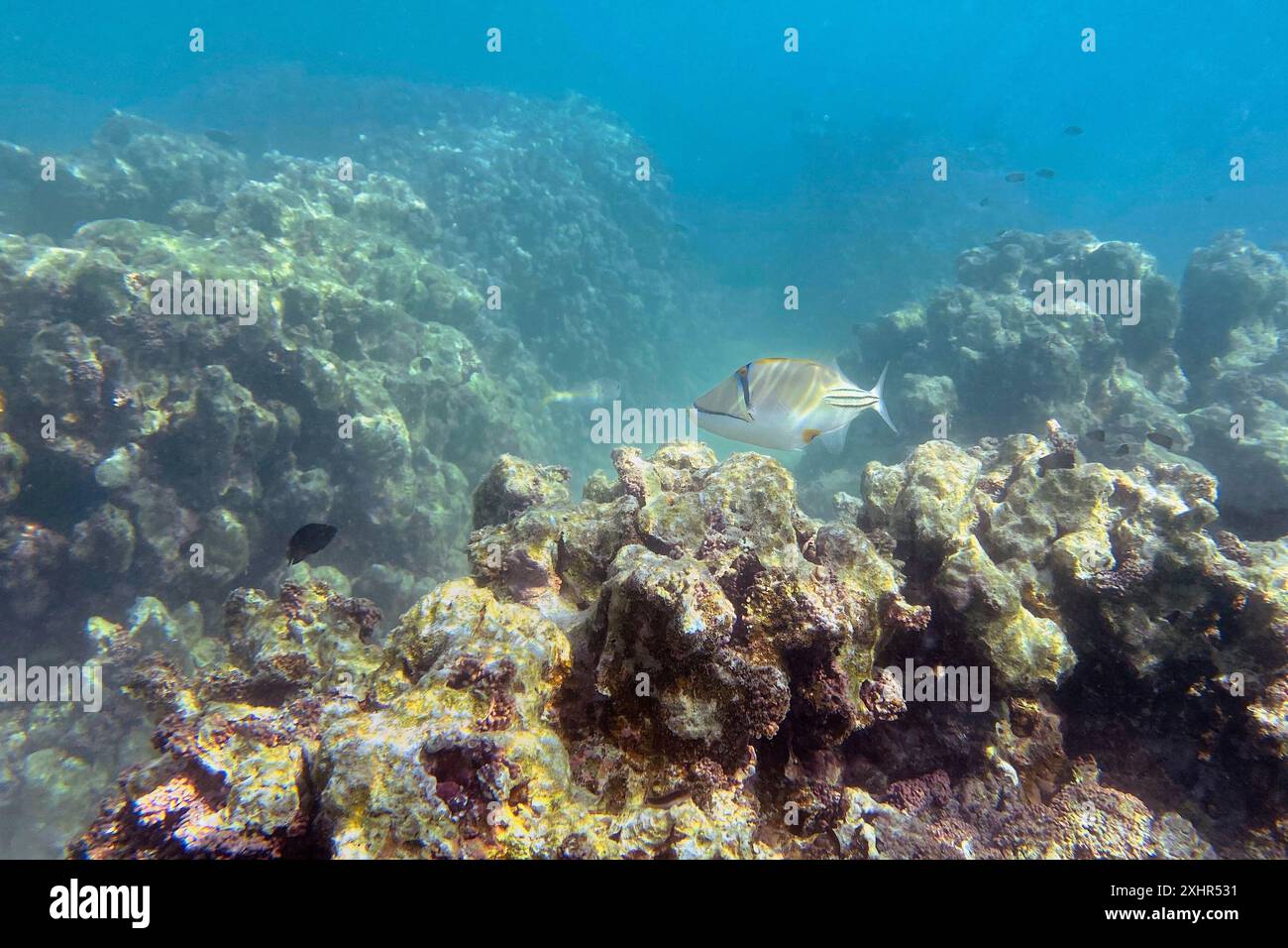 Sultanate of Oman, Governorate of Muscat, Nature Reserve of the ...