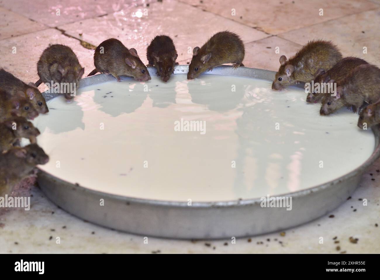 India, Rajasthan, Bikaner region, Deshnoke, Karni Mata temple also ...