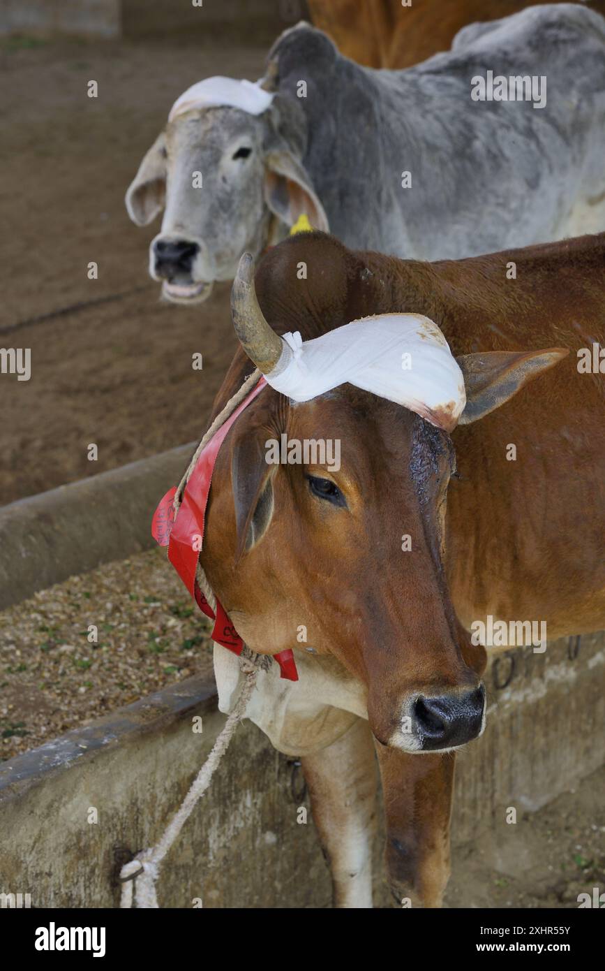 India, Rajasthan, Nagaur surroundings, Shri Krishna Gopal Gauseva ...