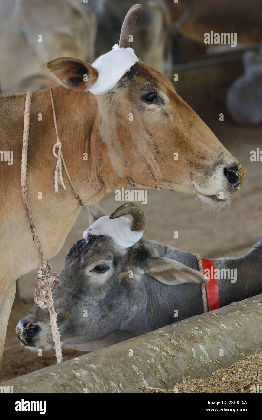 India, Rajasthan, Nagaur surroundings, Shri Krishna Gopal Gauseva ...