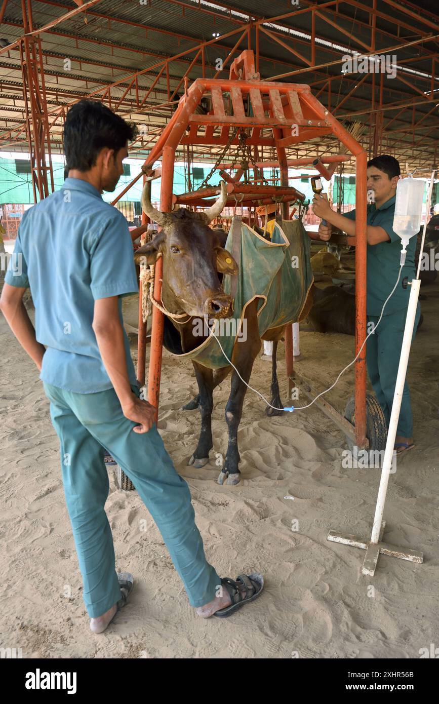 India, Rajasthan, Nagaur surroundings, Shri Krishna Gopal Gauseva ...