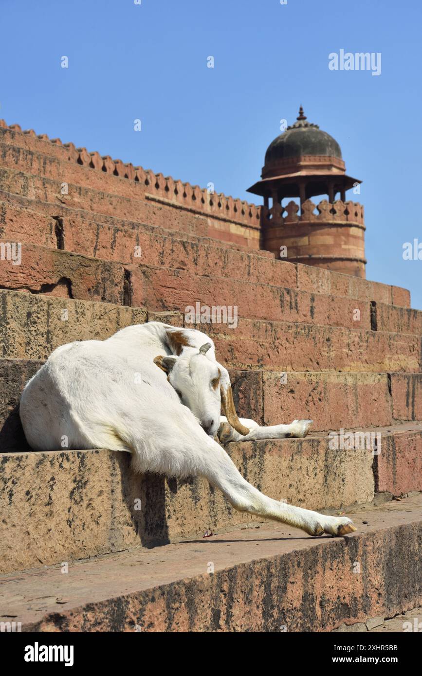 Stairs of jama masjid hi-res stock photography and images - Alamy