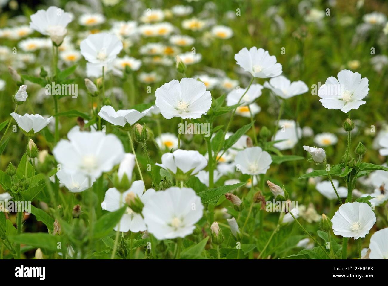 White flowered Poppy Mallow in bloom Stock Photo - Alamy