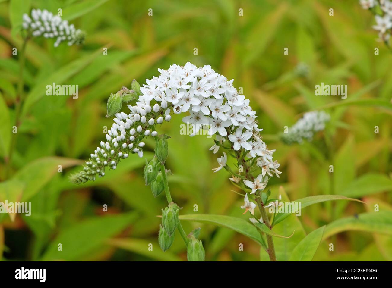 White Lysimachia clethroides, gooseneck loosestrife, in flower Stock ...