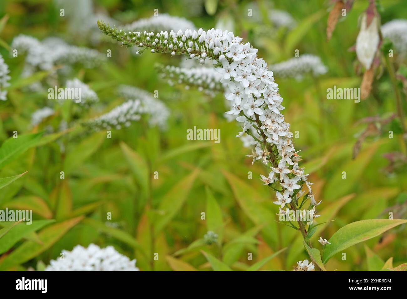 White Lysimachia clethroides, gooseneck loosestrife, in flower Stock ...