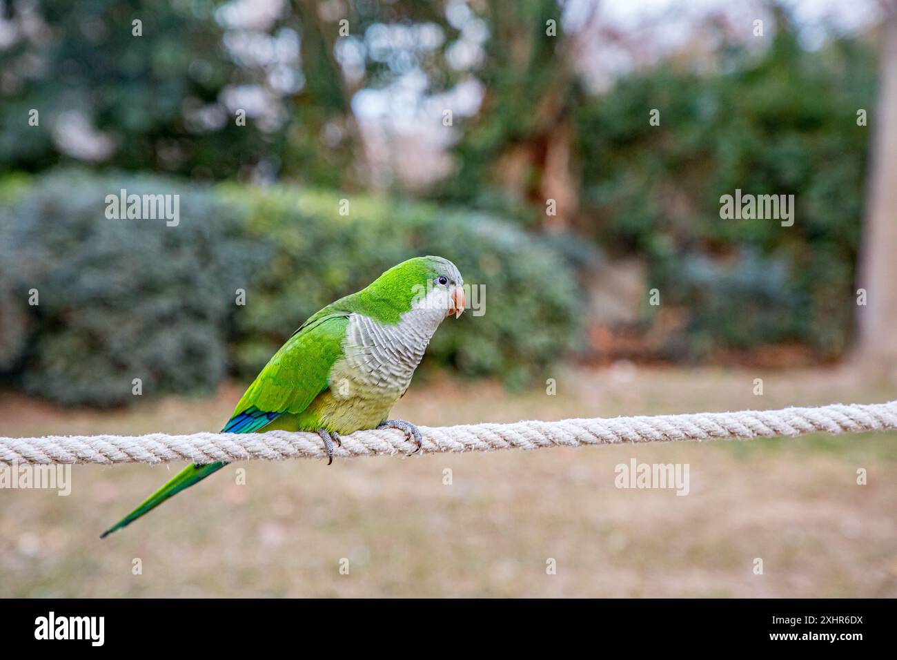 Green Parrot / Parakeet sat on a rope in a park, close up / close-up ...