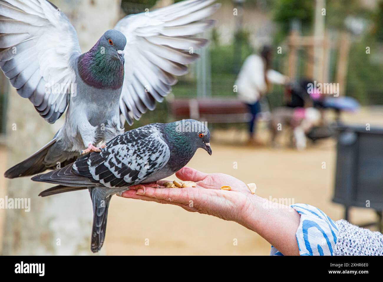 Woman feeding pigeons from hand hi-res stock photography and images - Alamy