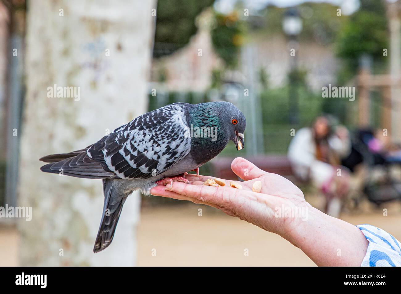Close-up of wild birds / pigeons feeding from the palm of a female hand ...