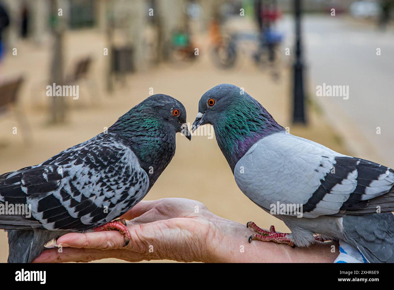 Close-up of two pigeons staring into each others eyes, sitiing on a ...
