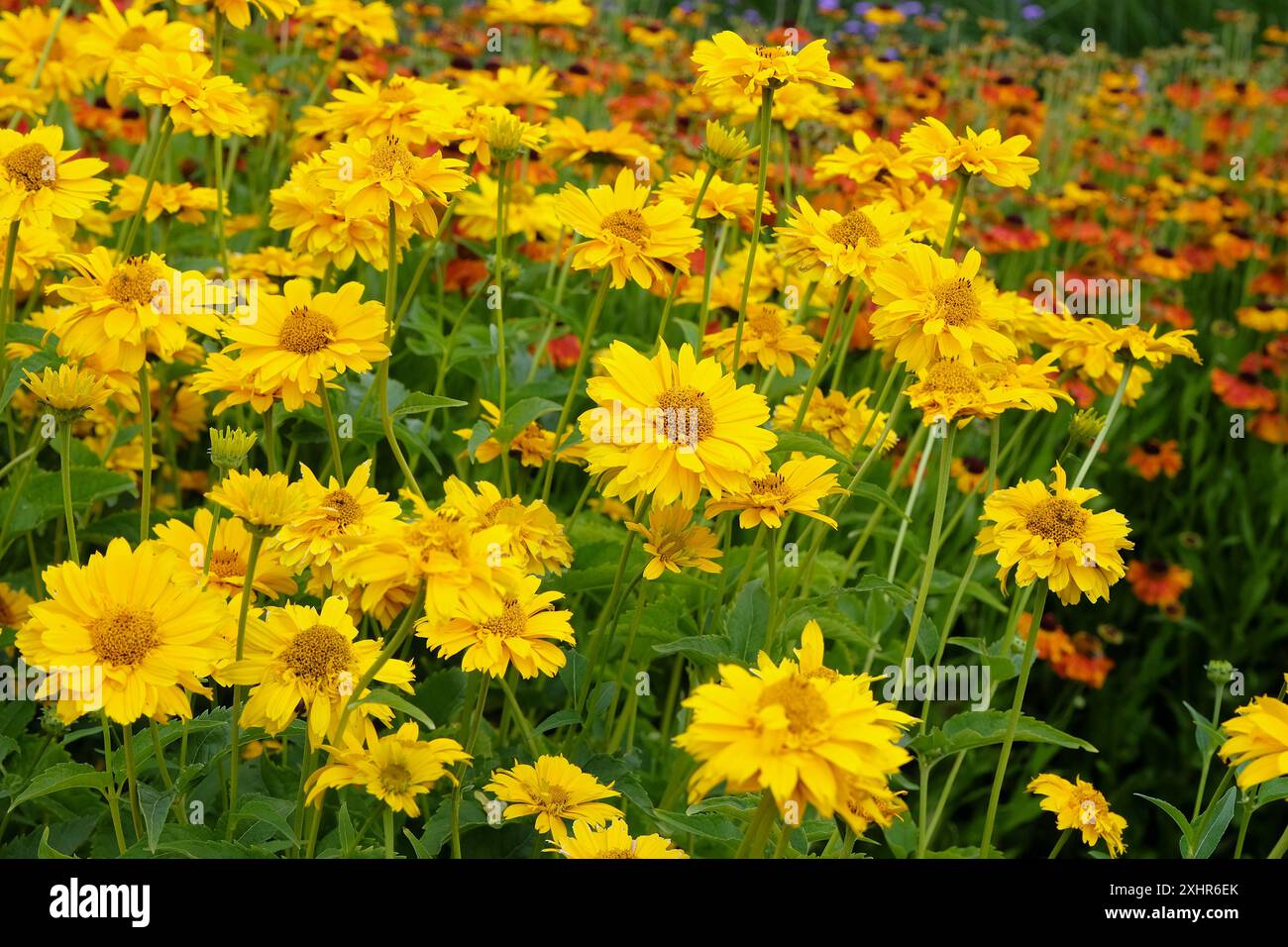 Yellow double Heliopsis helianthoides variety scabra, ‘Sommersonne’ or ...