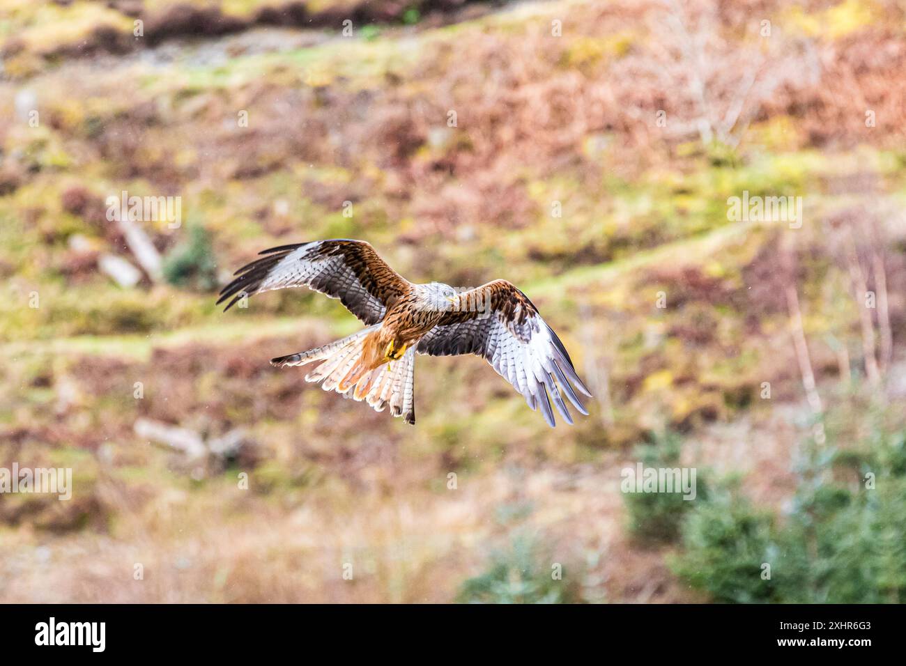 Red kite hunting against landscape, wings outstretched, close up Stock ...
