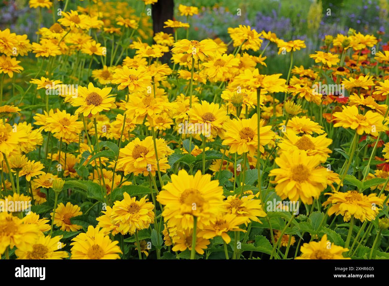 Yellow double Heliopsis helianthoides variety scabra, ‘Sommersonne’ or ...