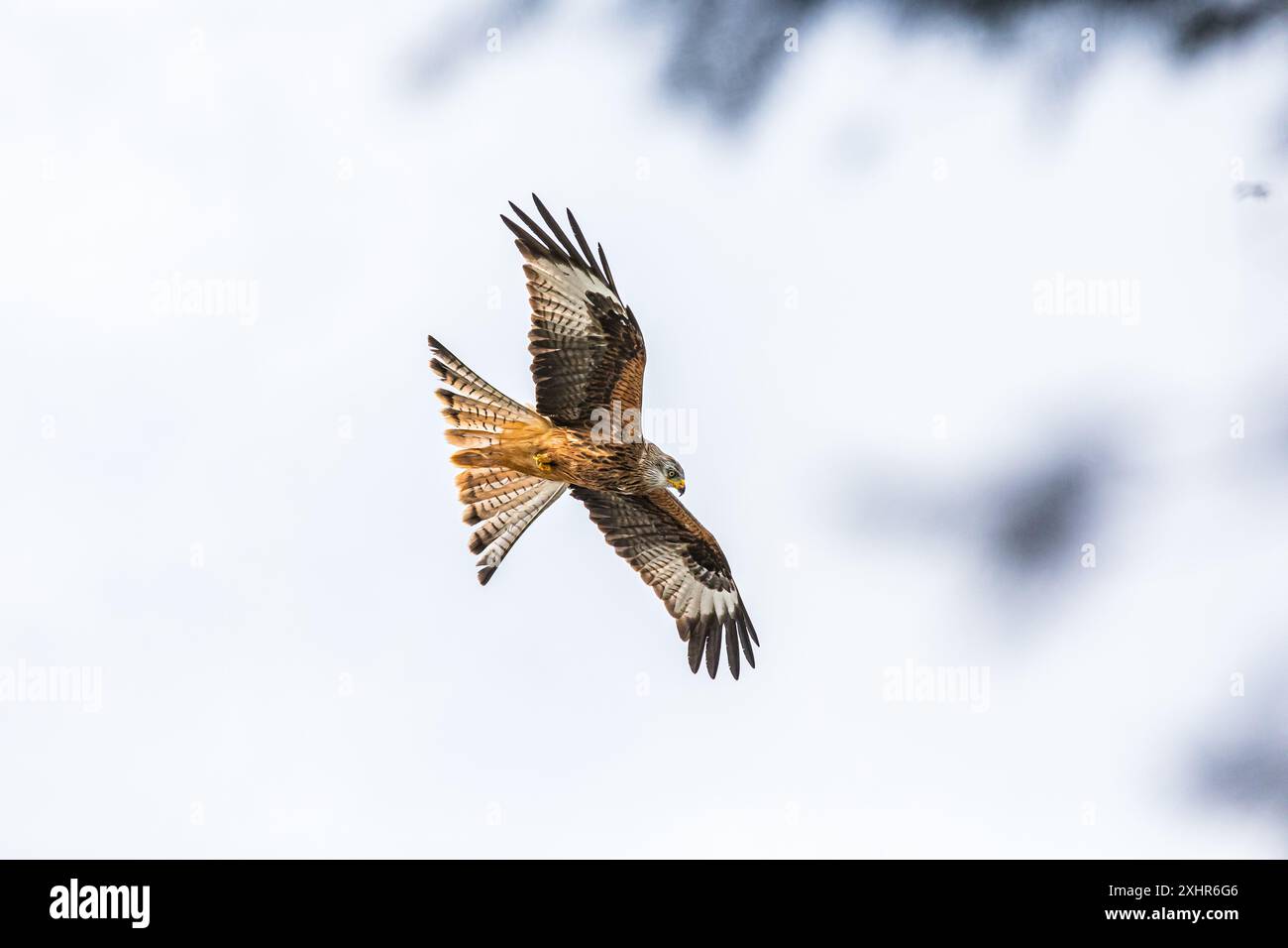Red kite below hi-res stock photography and images - Alamy