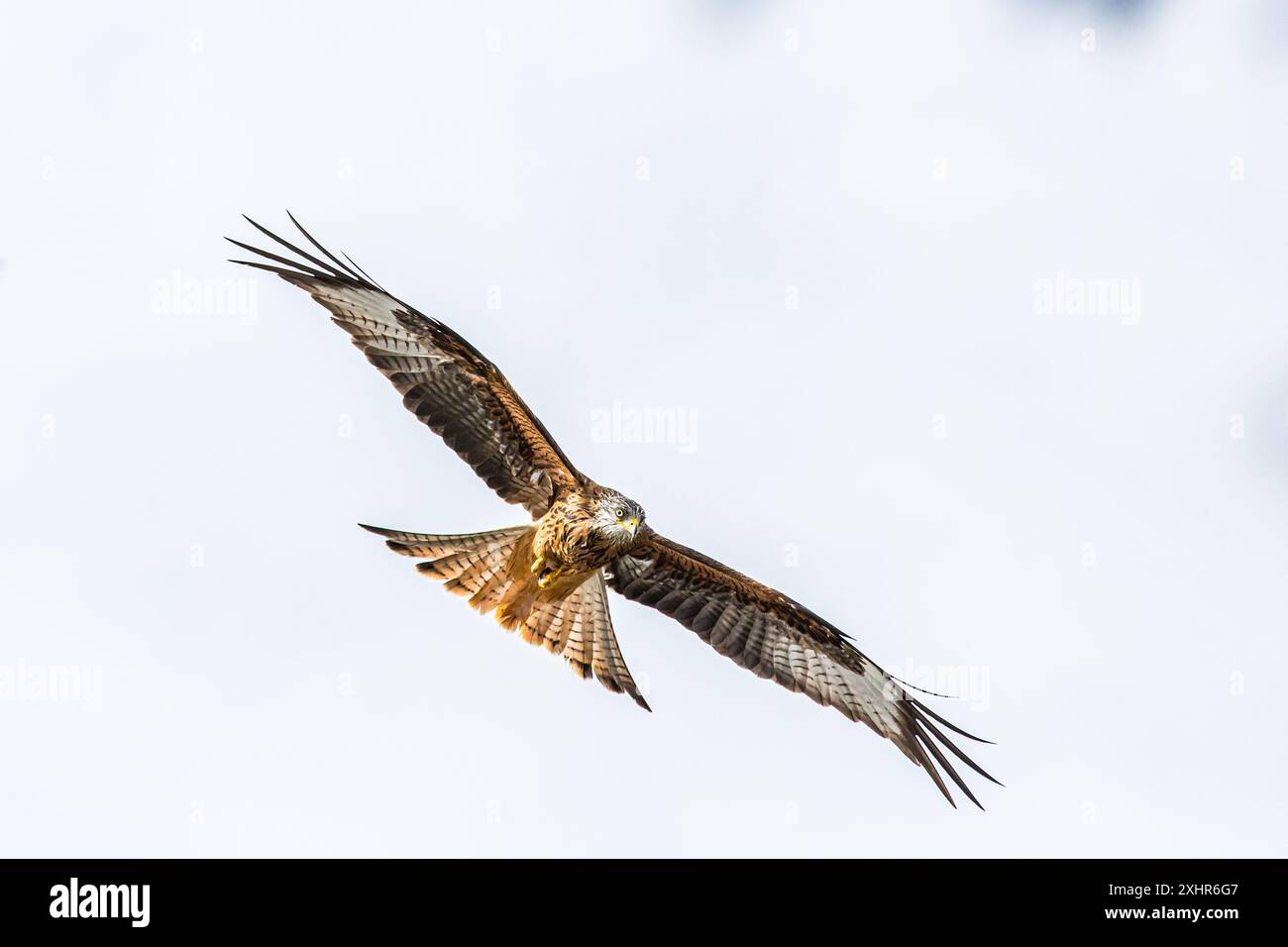 Predatory birds kites hi-res stock photography and images - Alamy