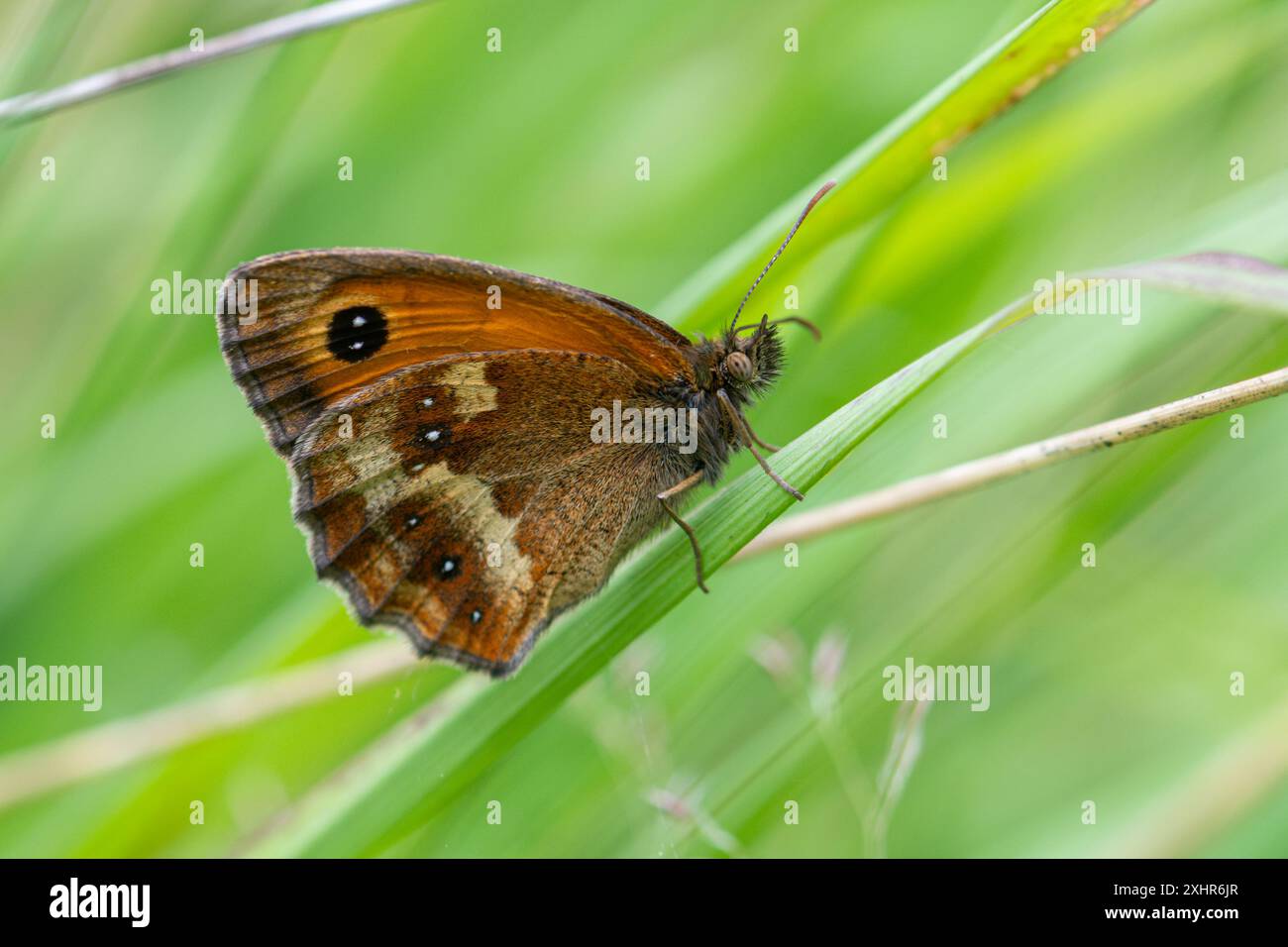 Resting gatekeeper butterfly hi-res stock photography and images - Alamy